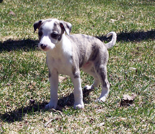 Puppy Dog Breeds Photos