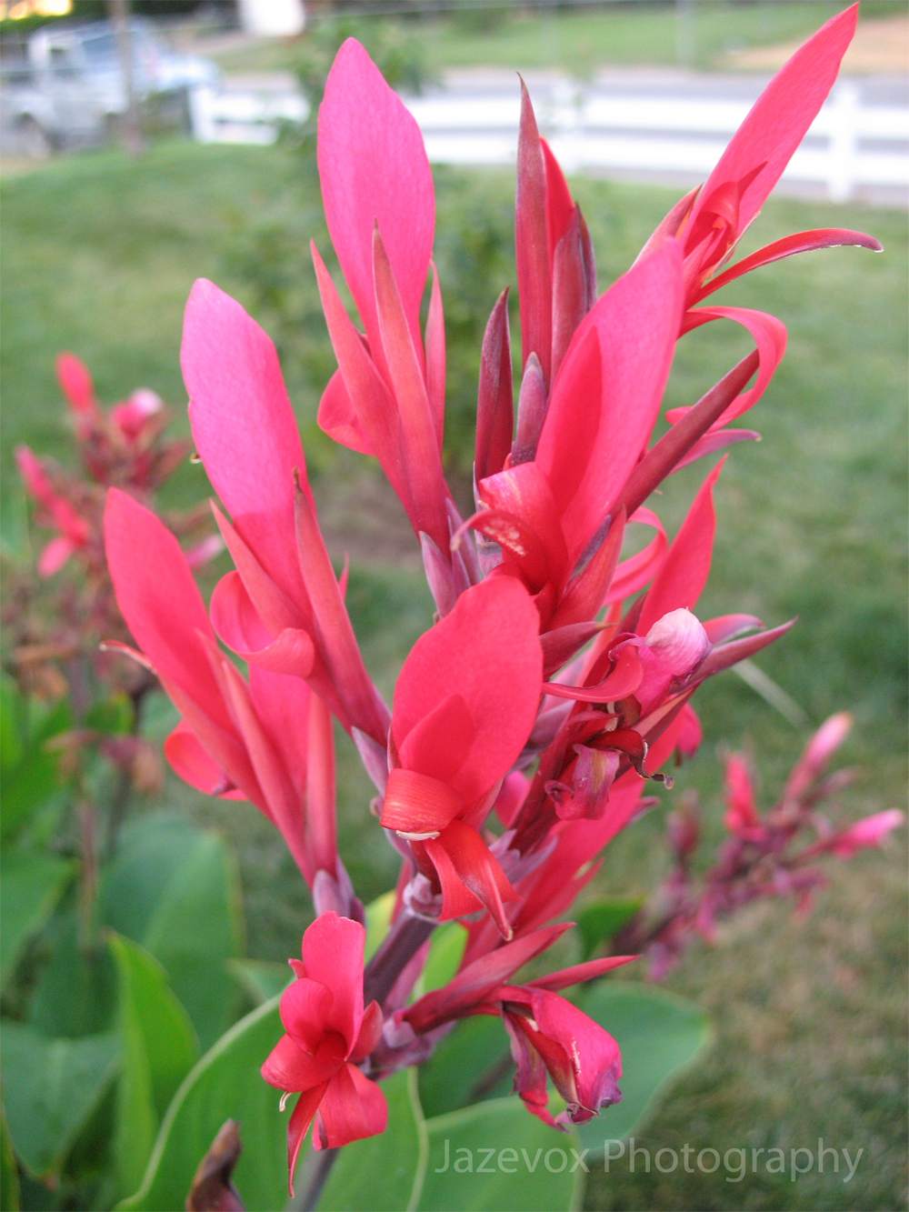Gardeners Land: Canna Lily Tropical Flowering Plant