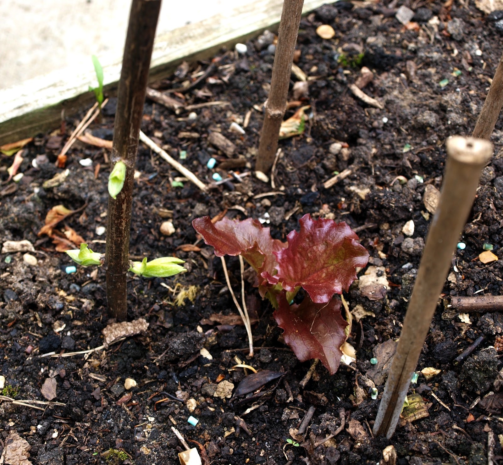 Mark's Veg Plot: The Mid-May veg plot