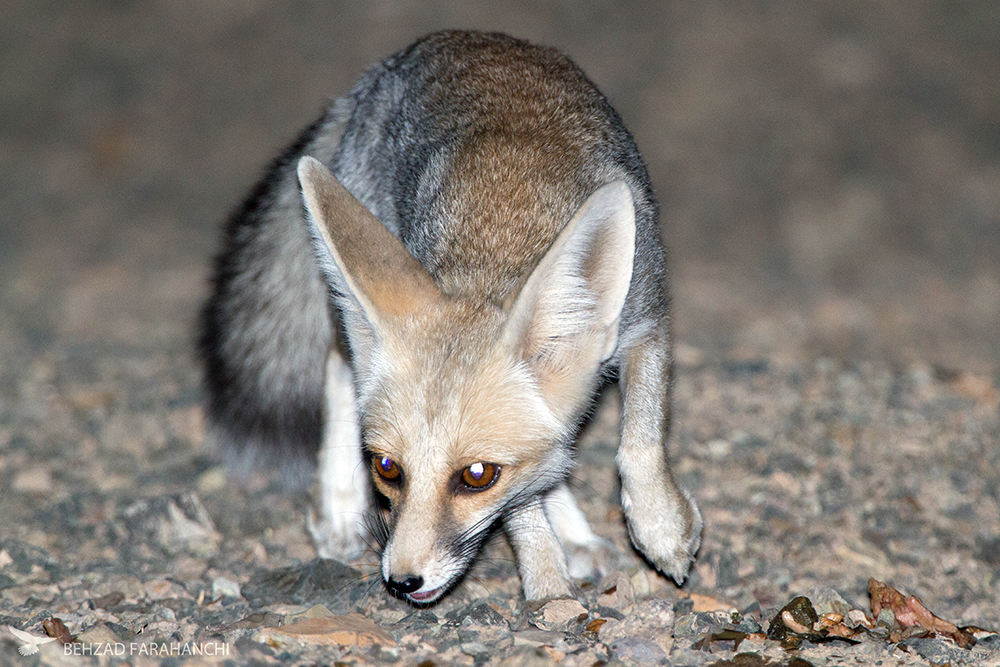 TO SEE OR NOT TO SEE: Sand Fox (Ruppell's Fox) / روباه شنی