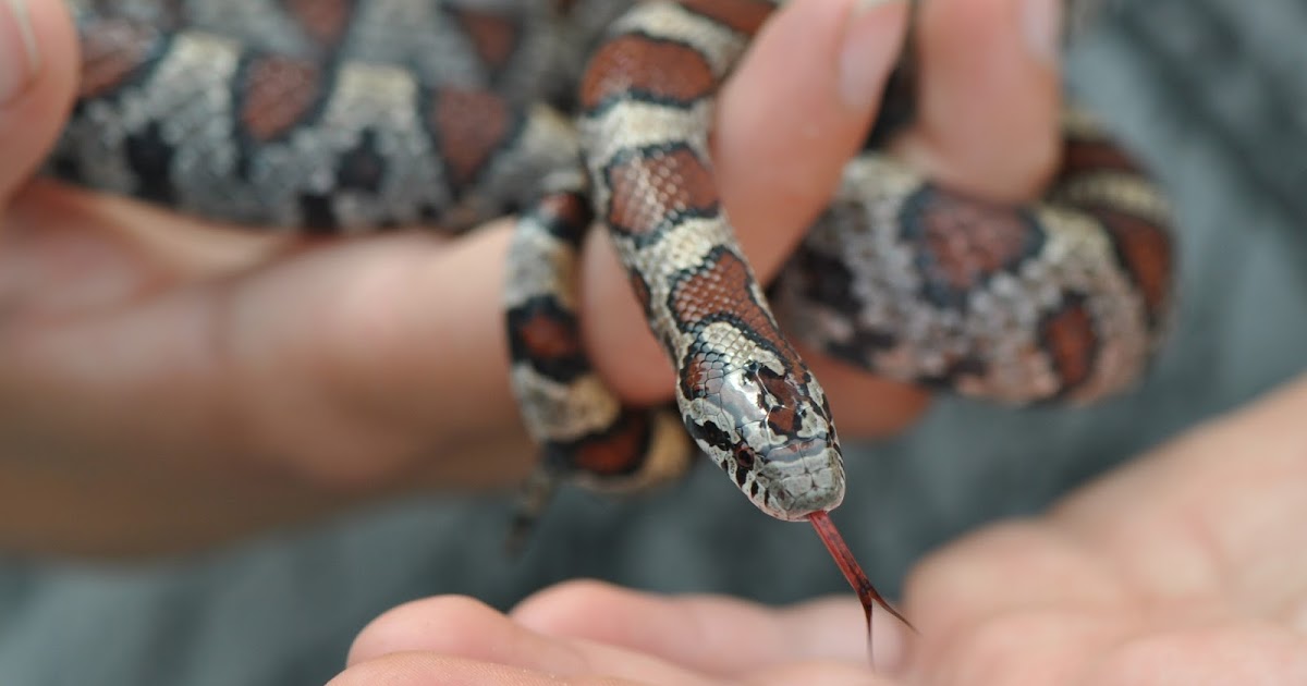 Urban Wildlife Guide: Milk Snake
