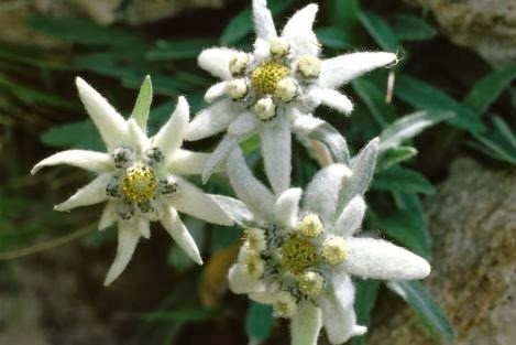 Rare Dirndln: History of the Edelweiss Flower & Why We LOVE it!