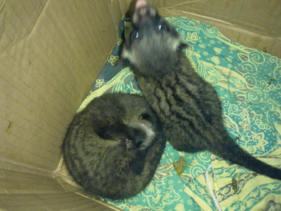 KOLEKSI HEWAN EXOTIC: MUSANG PANDAN