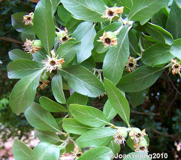 Natures World of Wonder: Kei-apple (Dovyalis caffra)