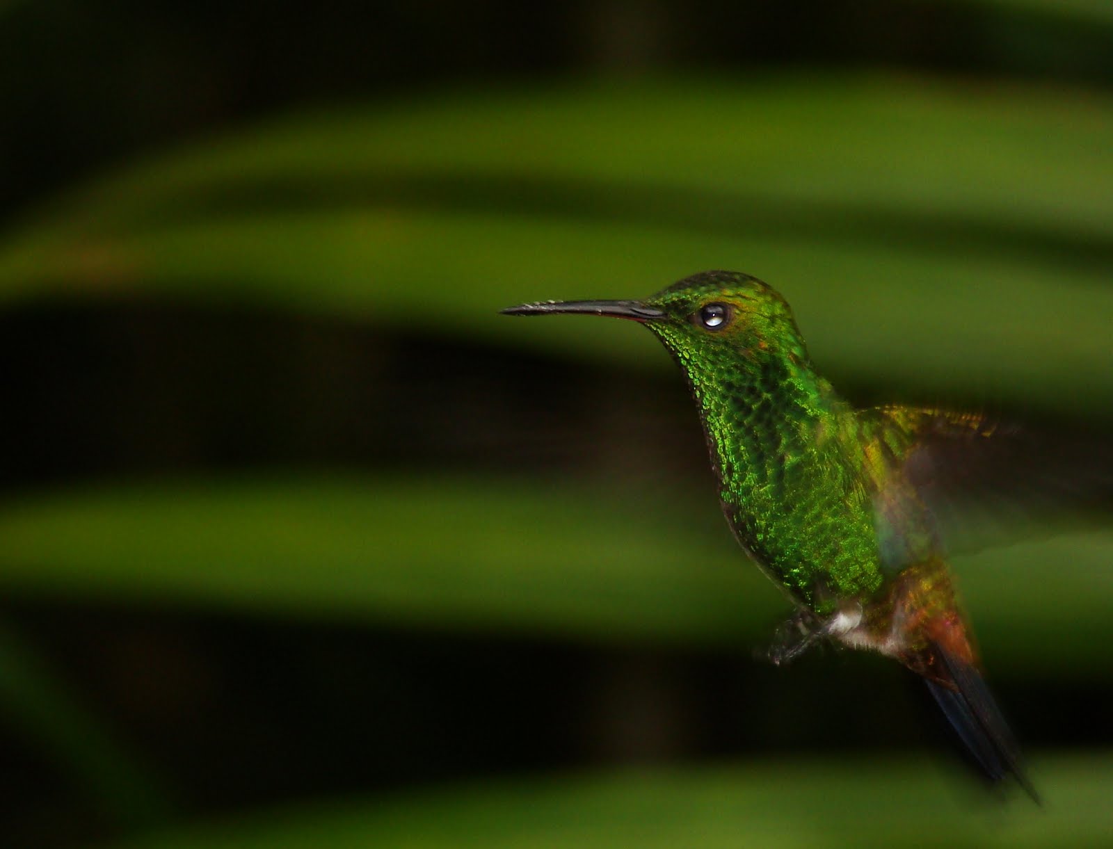Proyecto Colibríes: Mis Fotos Colibrí verde azul