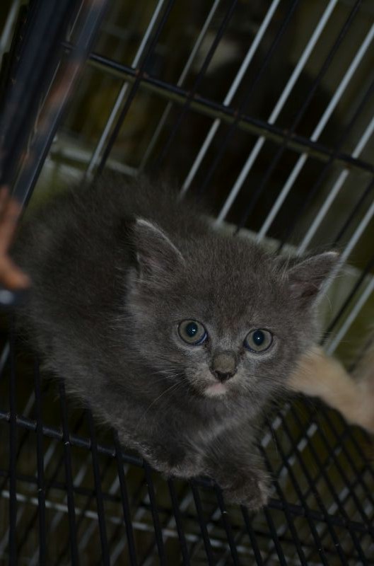 Meow Meow's Land: Kittens for Sale (Mixed Breed - tabby/himalayan) *SOLD