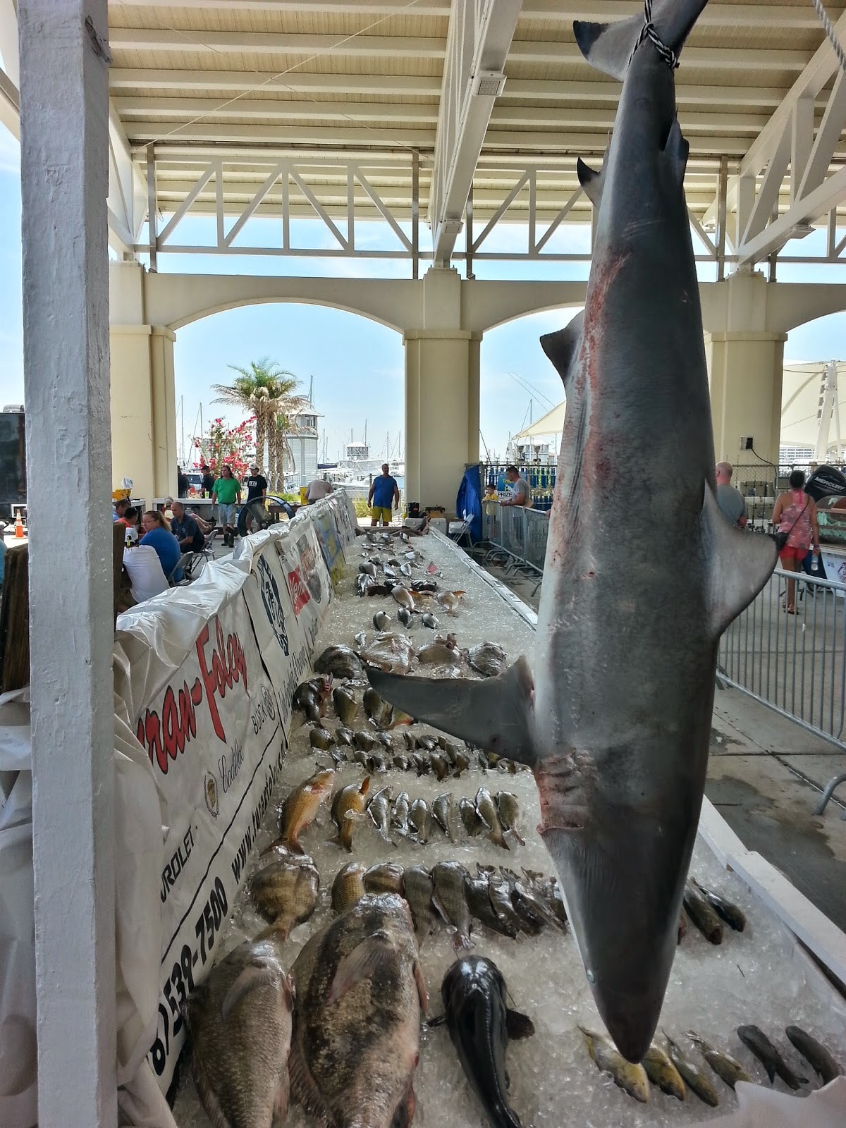 Mississippi Travels: The Deep Sea Fishing Rodeo (4 out of 5 stars)