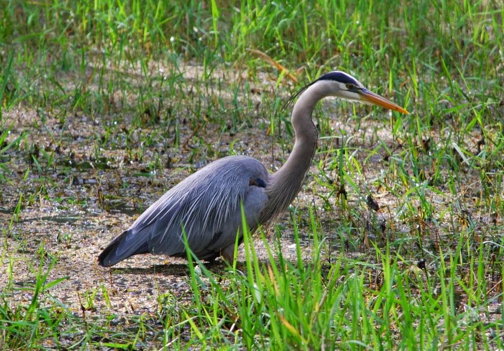 På fugletur - og om naturen: Fotogalleri alle fugler: Struts ...