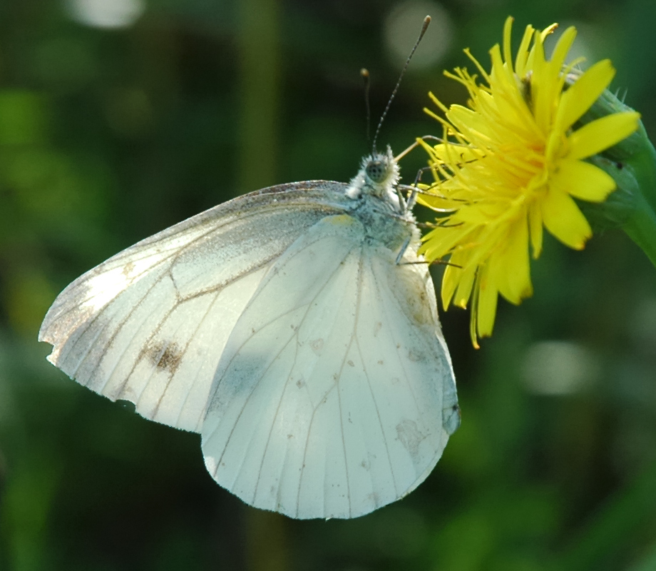 The Small White Butterflys Reproductive Tract Which Also Digests