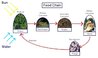 Science blog 5th grade