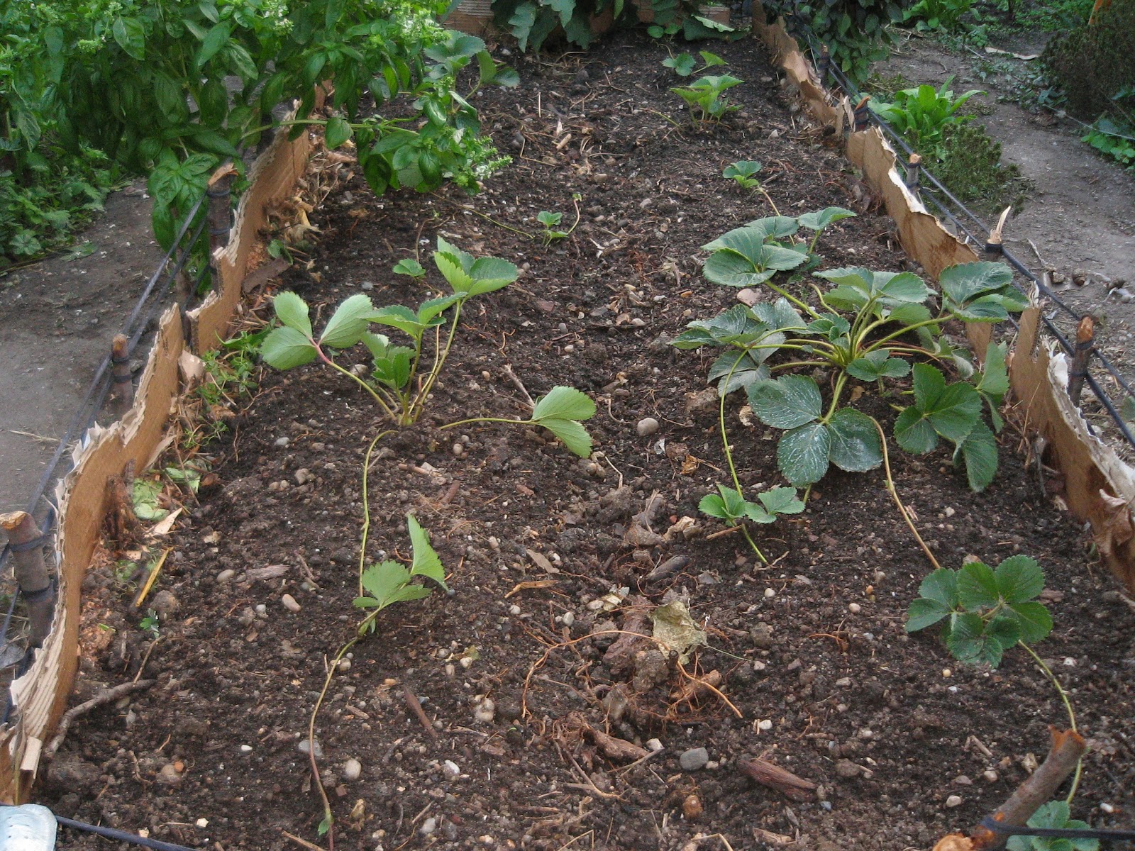 Din gradina,: Gradinarit pe strat inalt