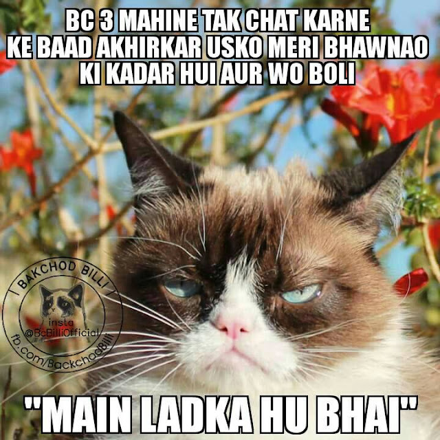 10 Bakchod Billi Memes that will make you LAUGH OUT LOUD - Inglish Baba ...