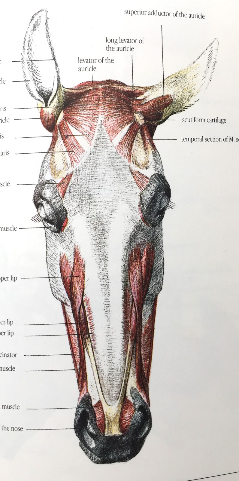 Musings at Minkiewicz Studios LLC: Heads Above The Rest!; Exploring The ...