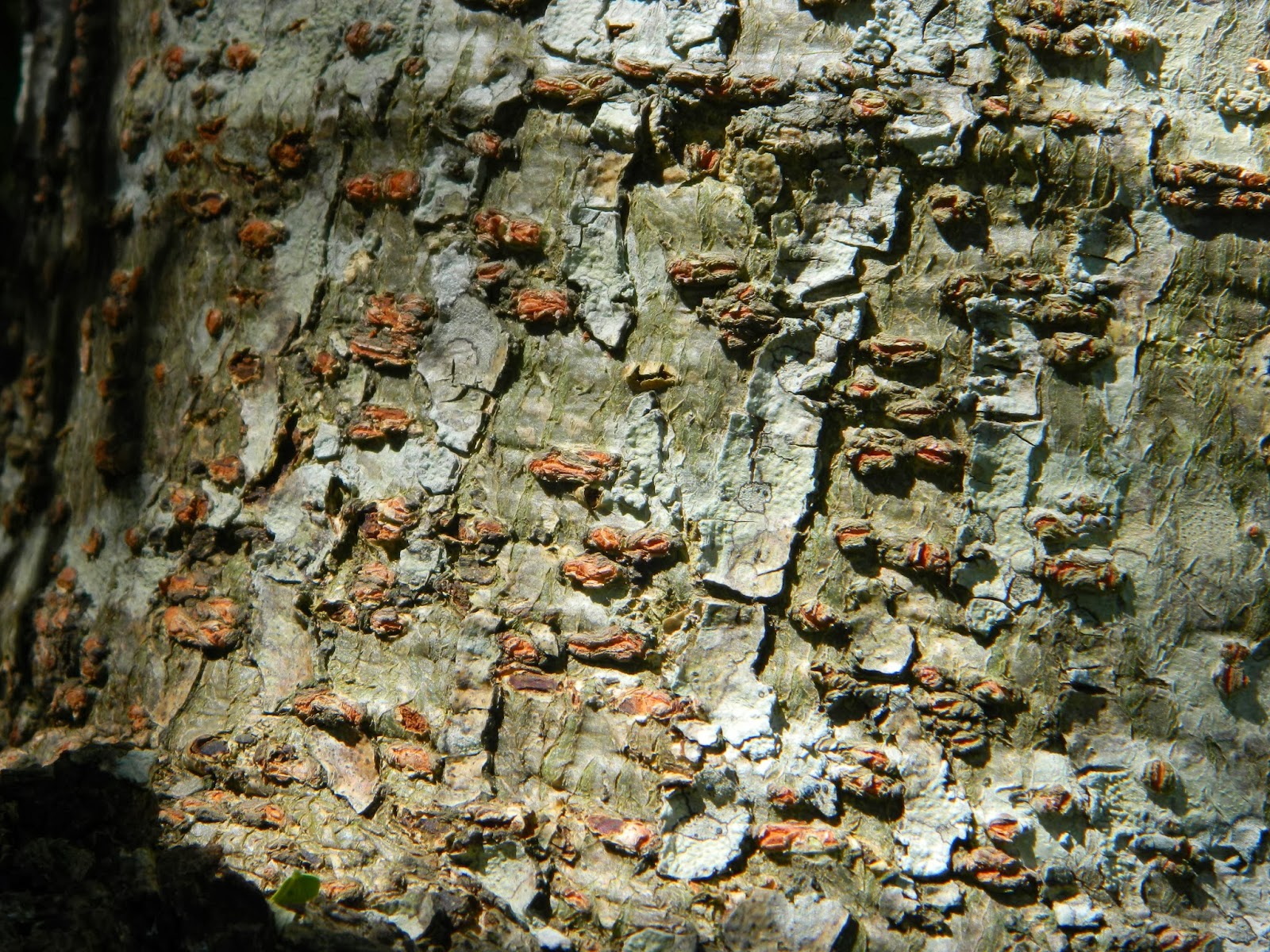 LA TIERRA Y SU GENEROSIDAD: TIMBO (Enterolobium contortisiliquum)