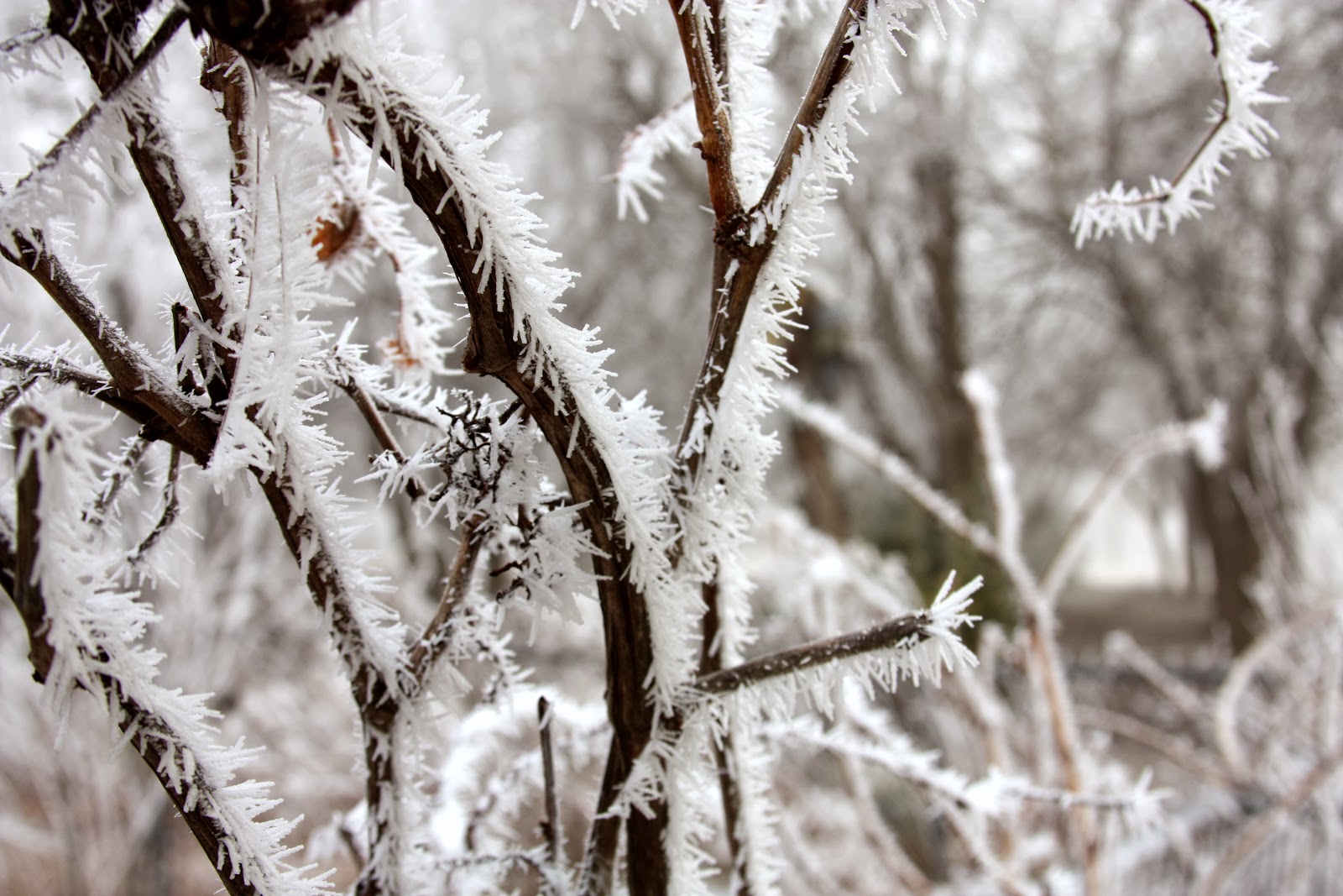 Hoar Frost this week