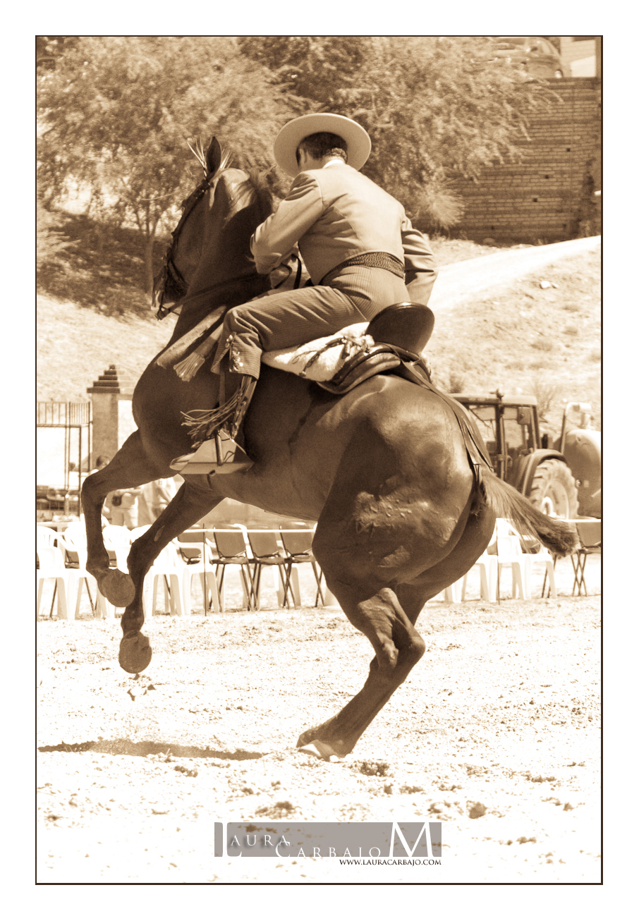 I Concurso de Doma Vaquera en Arroyomolinos de León