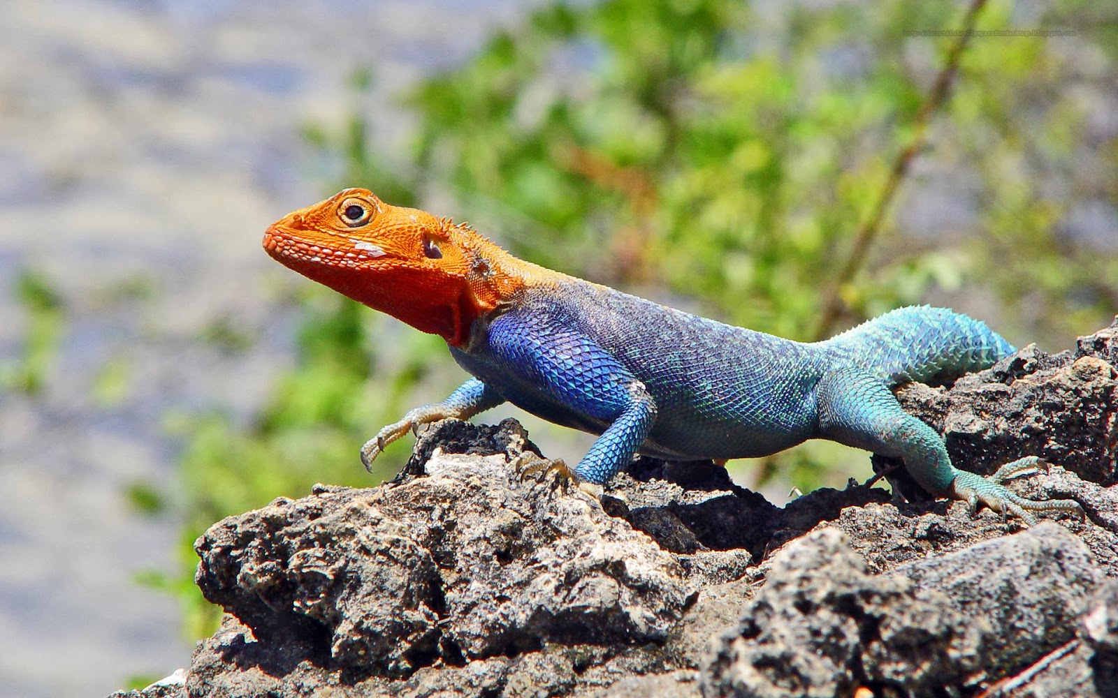 Facebook hd images: beautiful Lizard wallpapers hd