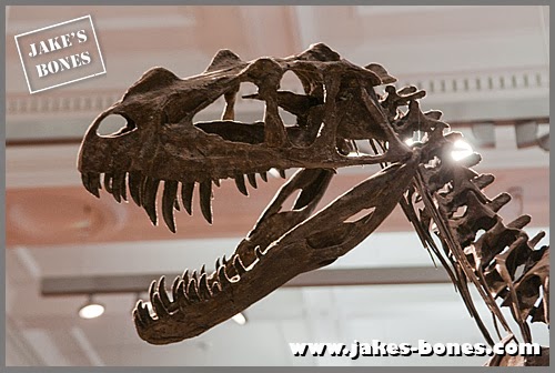 The amazing Ceratosaurus nasicornis : Jake's Bones