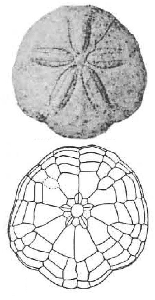 Variety of Life: Echinarachniidae