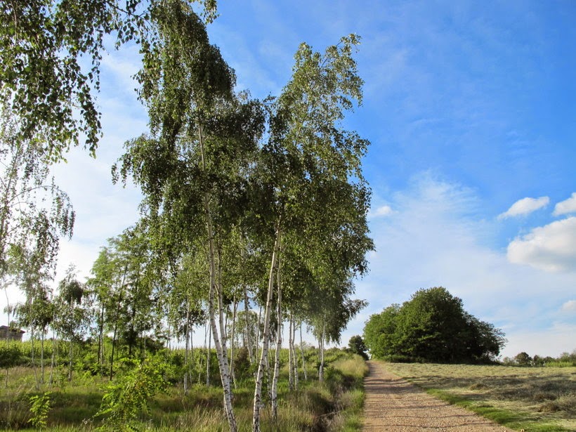 FLORA NEL SALENTO e.. anche altrove: Betula pendula Roth - Betulaceae ...