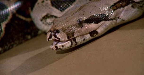 Stale Popcorn: 31 Horrors: Sssssss (#8)