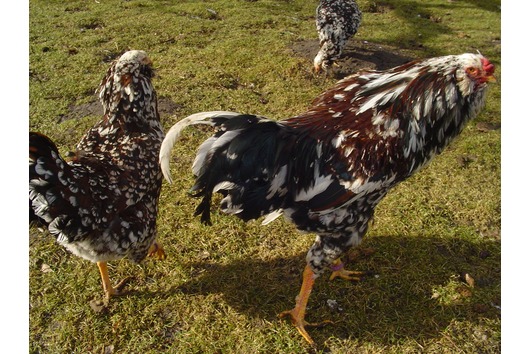 Breed Savers: Russian Orloffs