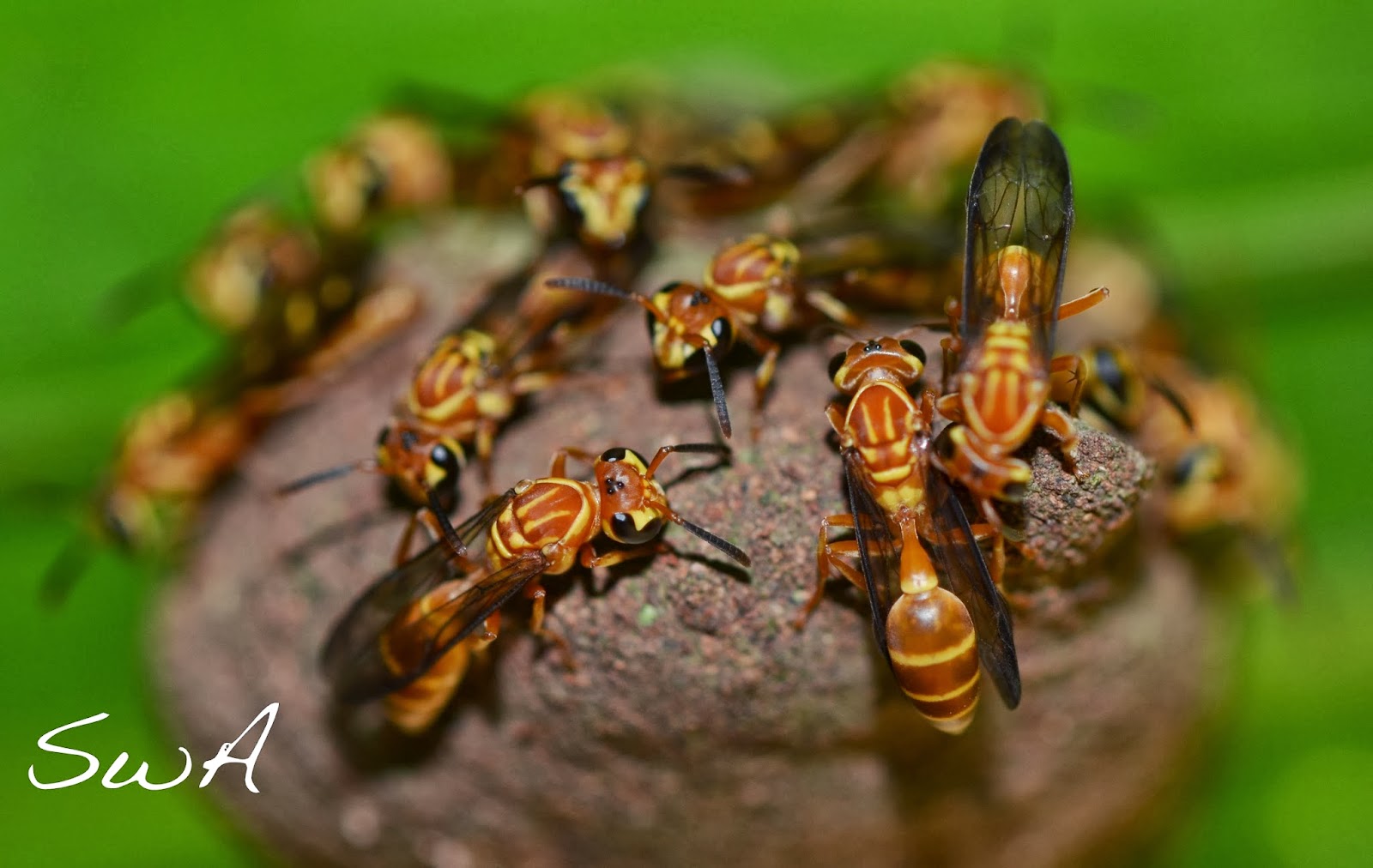 Tropical Biodiversity - Santarém - Pará - Brasil: Wasps - macro