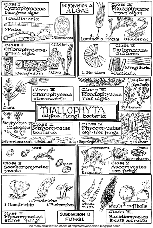 Crayon Palace: Thallophyta Classification Chart