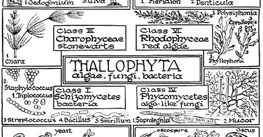 Crayon Palace: Thallophyta Classification Chart
