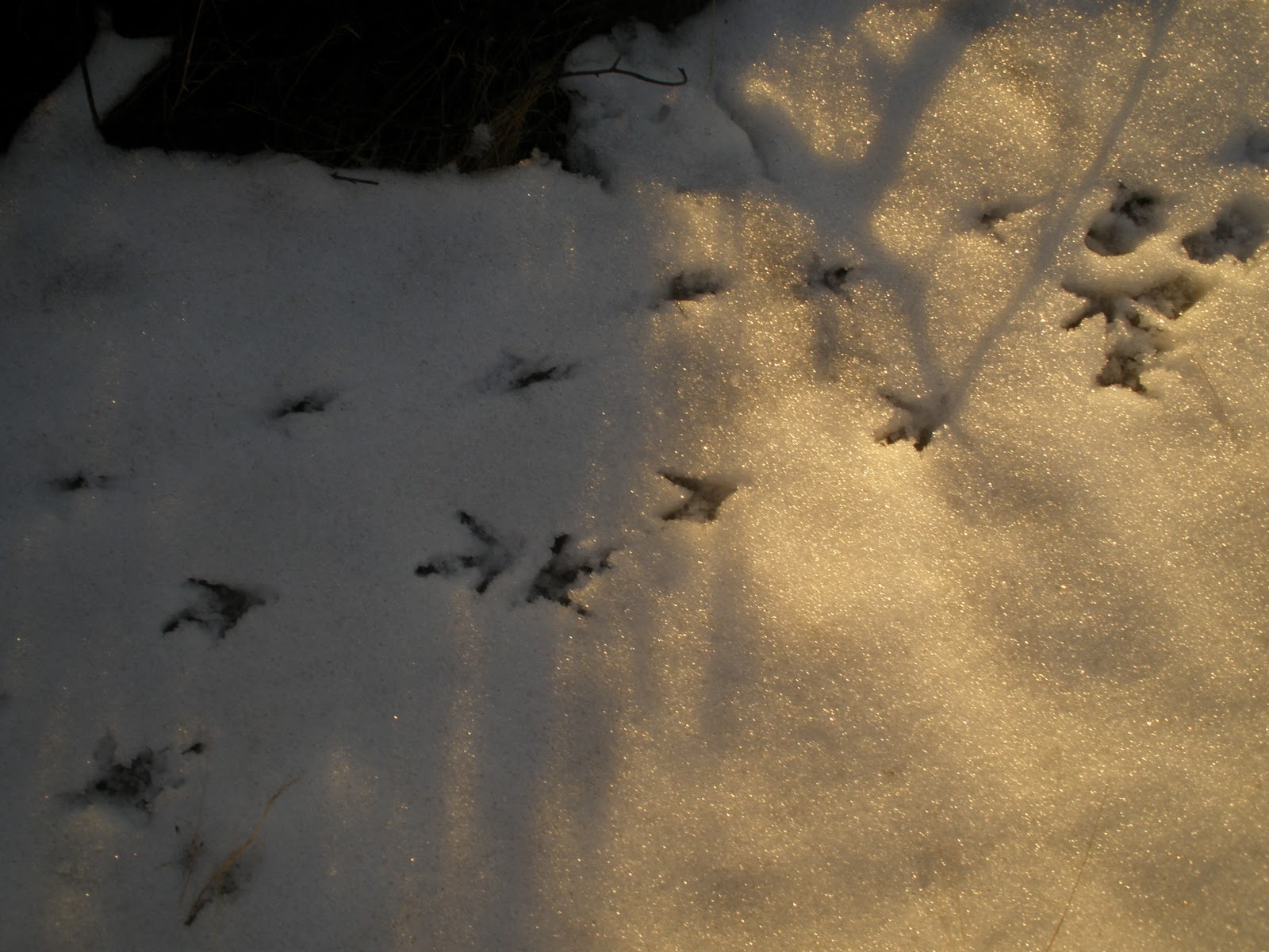 A Bird Hunter's Thoughts: January 2012