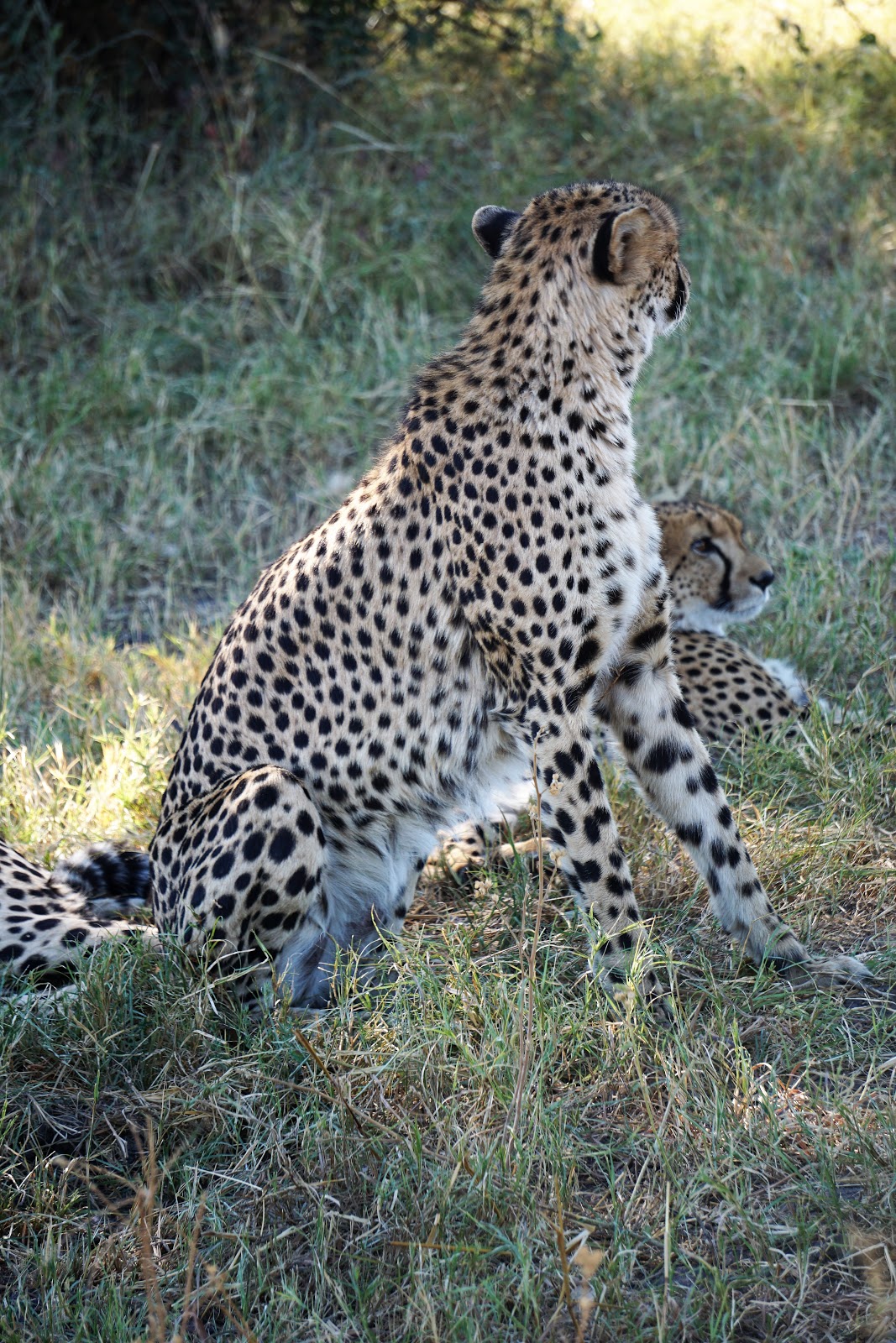 Souvenir Chronicles: BOTSWANA: BABOONS AND HIPPOS AND WILD DOGS AND ...