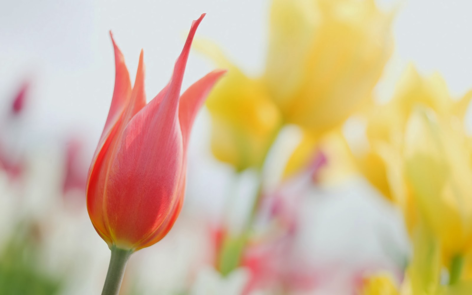 Lale çiçeği resimleri | Anlamlı Resimler