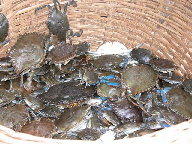 BetumiBlog: Recipe #92: Eggplant (or Garden Egg) Stew with Meat, Shrimp ...