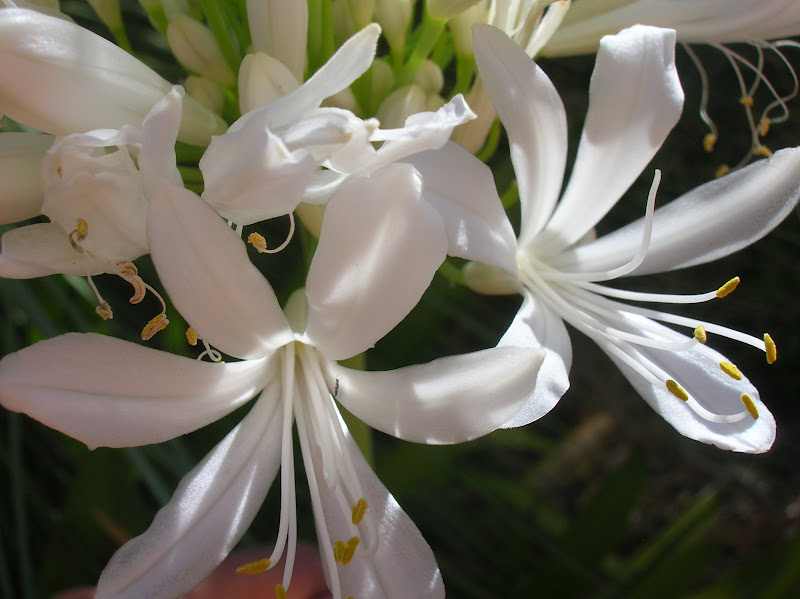 Recregarden: AGAPANTHUS SP.