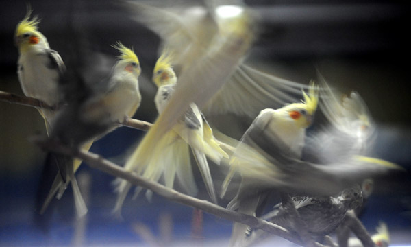 Exotic Birds: Totul despre Nimfe