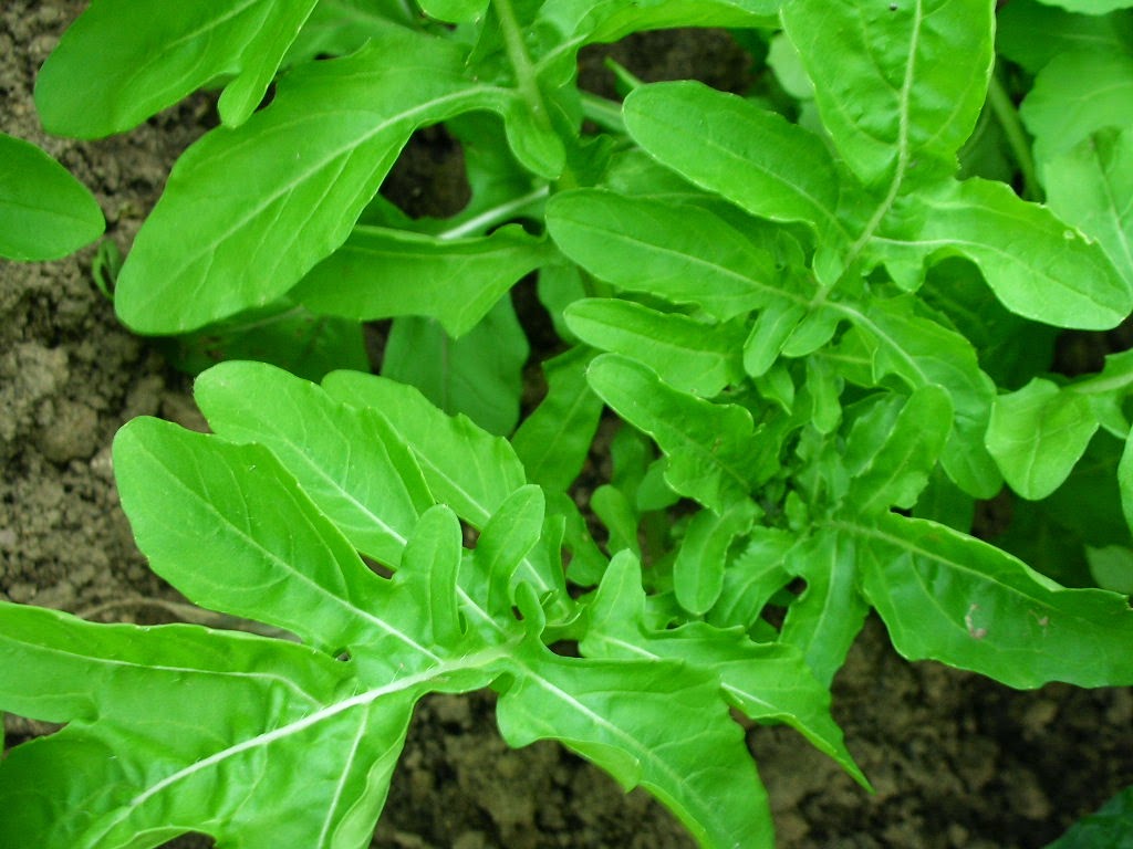 DIETA & SALUD: RÚCULA: Propiedades y Beneficios