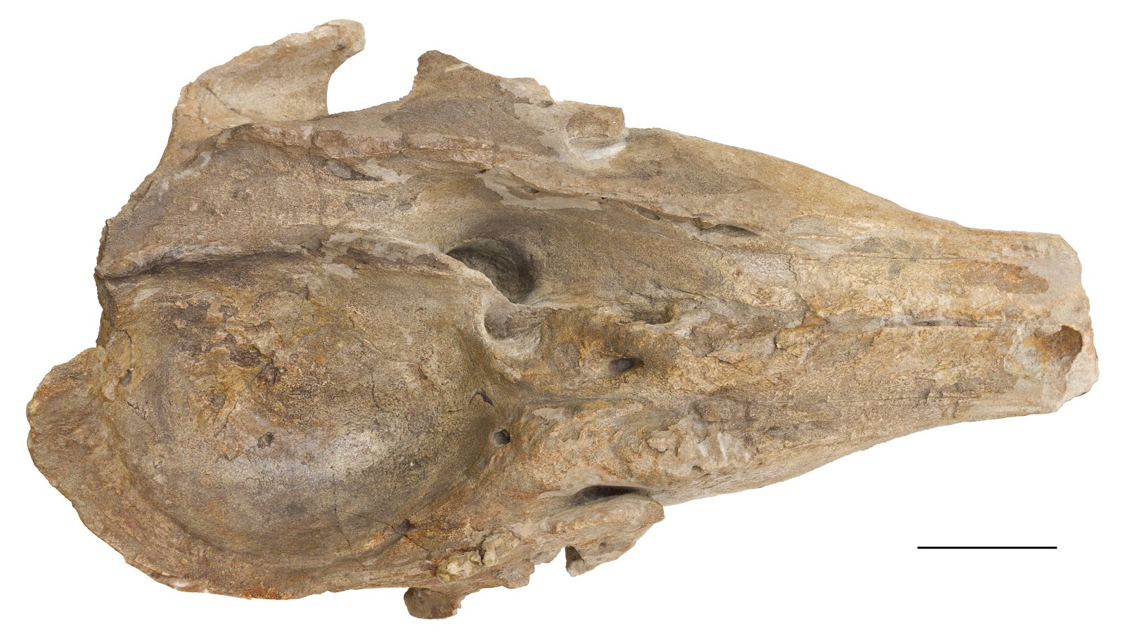 Species New to Science: [PaleoMammalogy • 2020] Scaphokogia totajpe • A ...