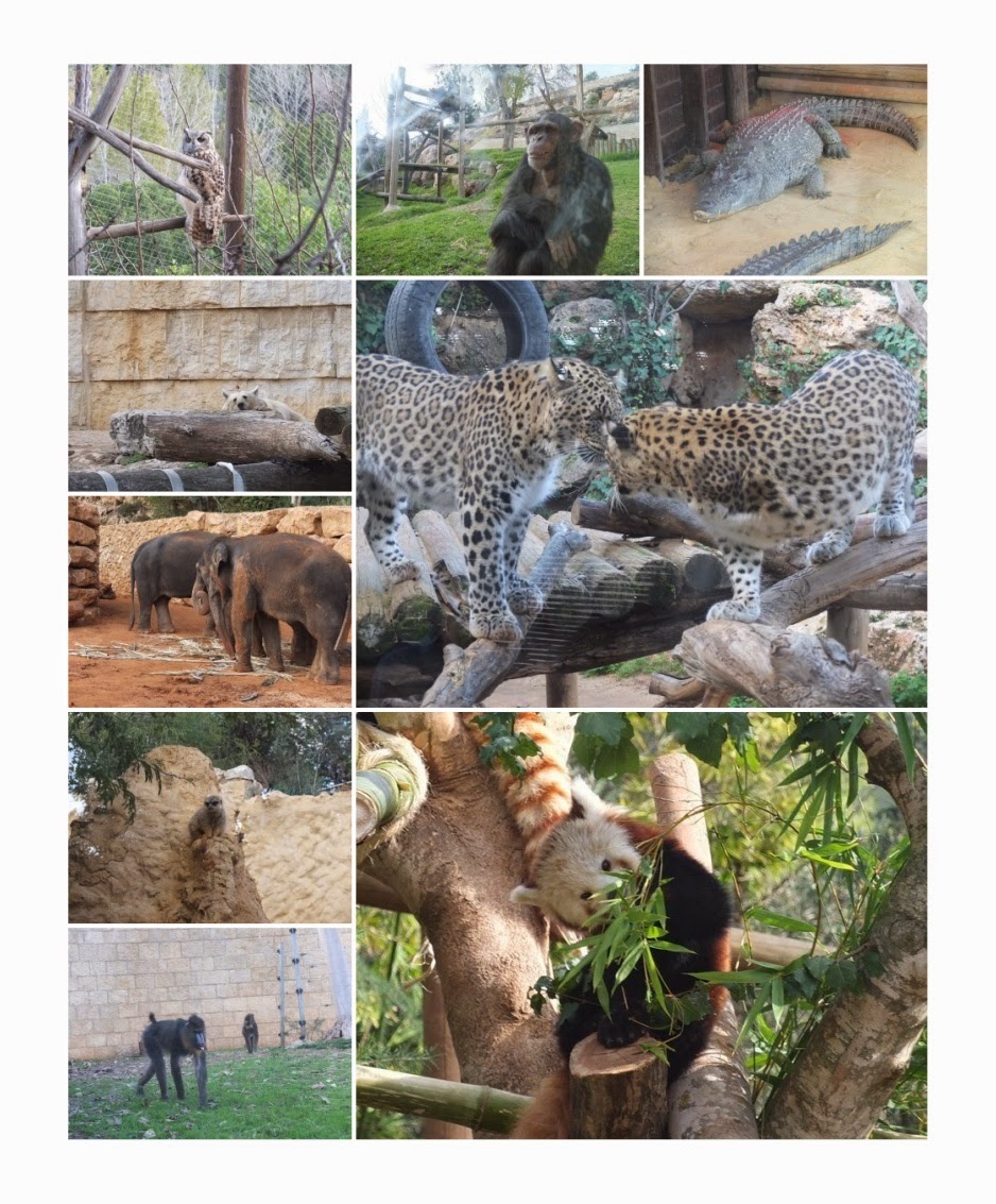 גן החיות התנ"כי כריאה ירוקה: דצמבר 2014