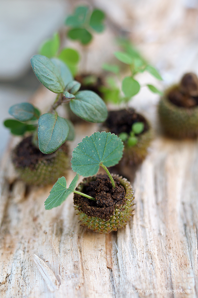 Acorn plant pot - Journey into Creativity