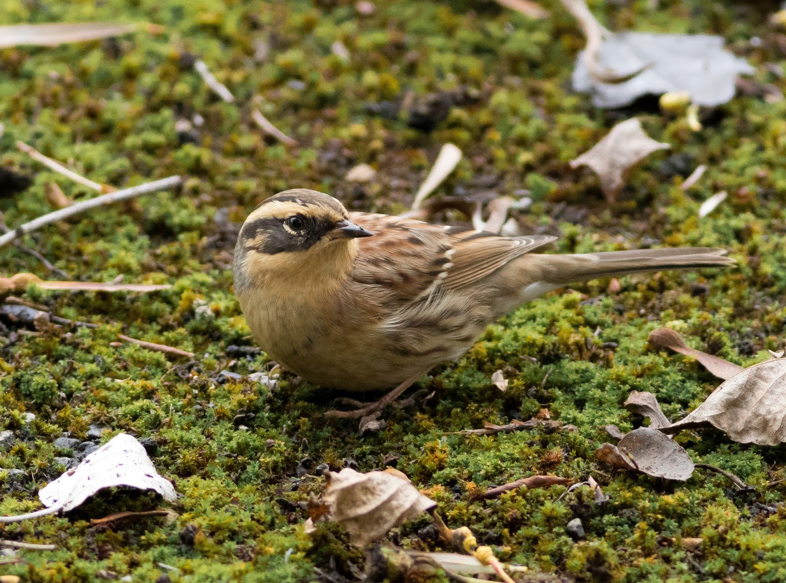 Pixie Birding: Birding Gold – Siberian Accentor at Easington, Yorkshire ...
