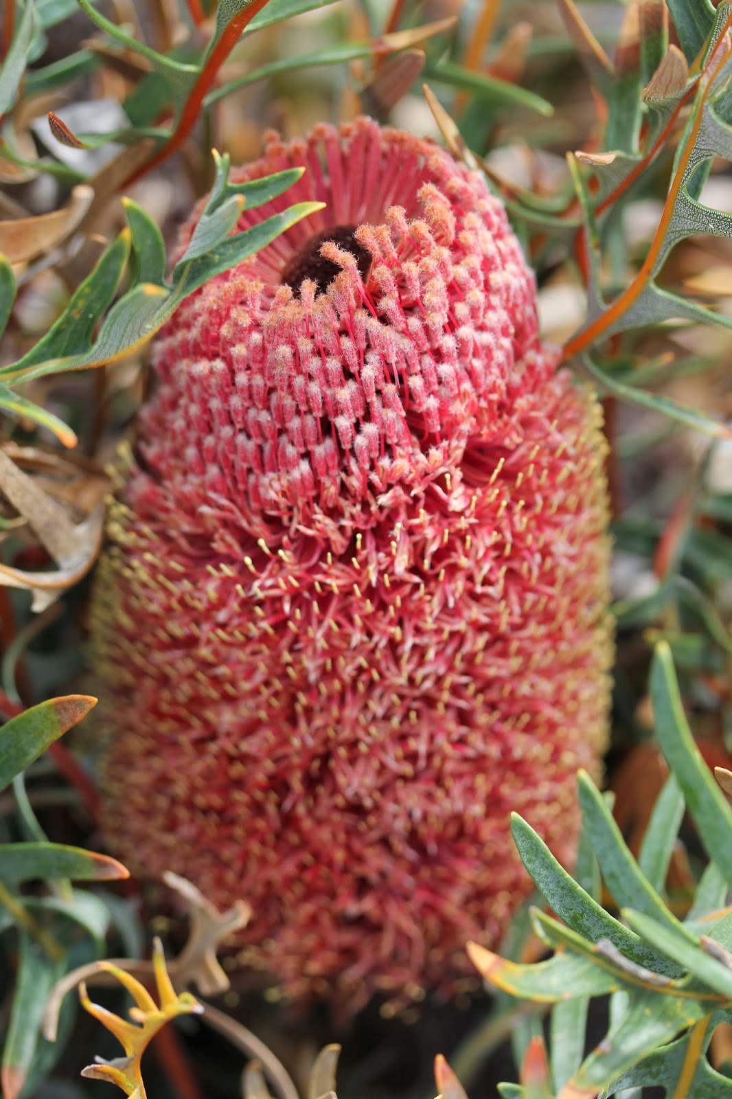 Hunter harvest: Photo of the week - banksia men