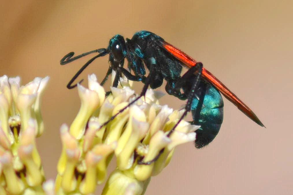 Uruguay and it's Curiosities-Uruguay y sus curiosidades: AVISPA SAN ...