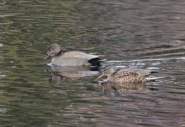 BIRDING - Kyoto, Kansai and Japan: dabbling ducks