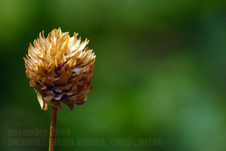 Absolutely Emy: Bunga butang