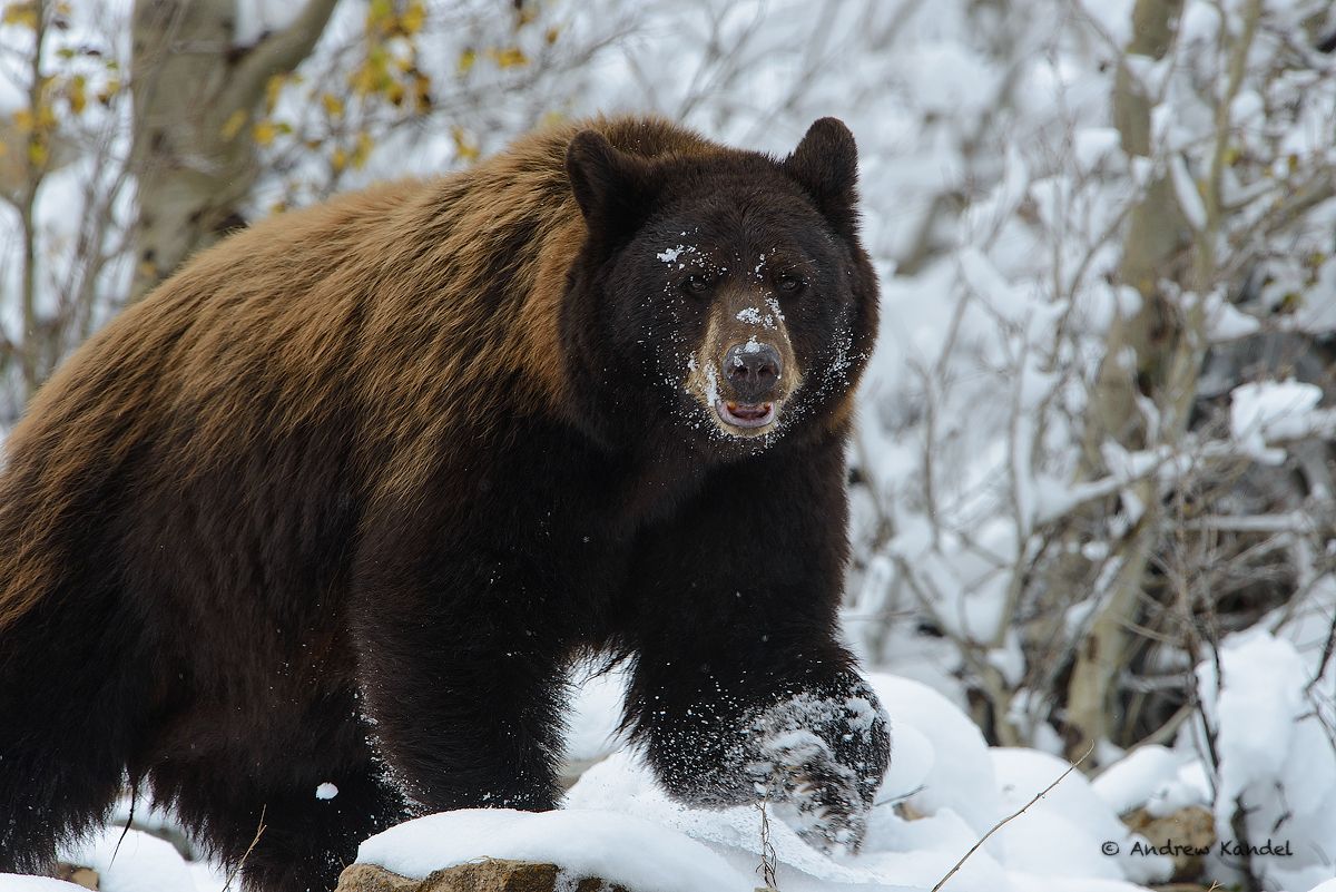 ΑΠΟΚΛΕΙΣΤΙΚΟ-ΑΠΙΣΤΕΥΤΟ! ΑΡΚΟΥΔΑ ΒΡΙΣΚΕΤΑΙ ΤΩΡΑ ΣΤΟ ΜΑΥΡΟΧΩΡΙ.ΔΕΝ ΕΙΝΑΙ ...