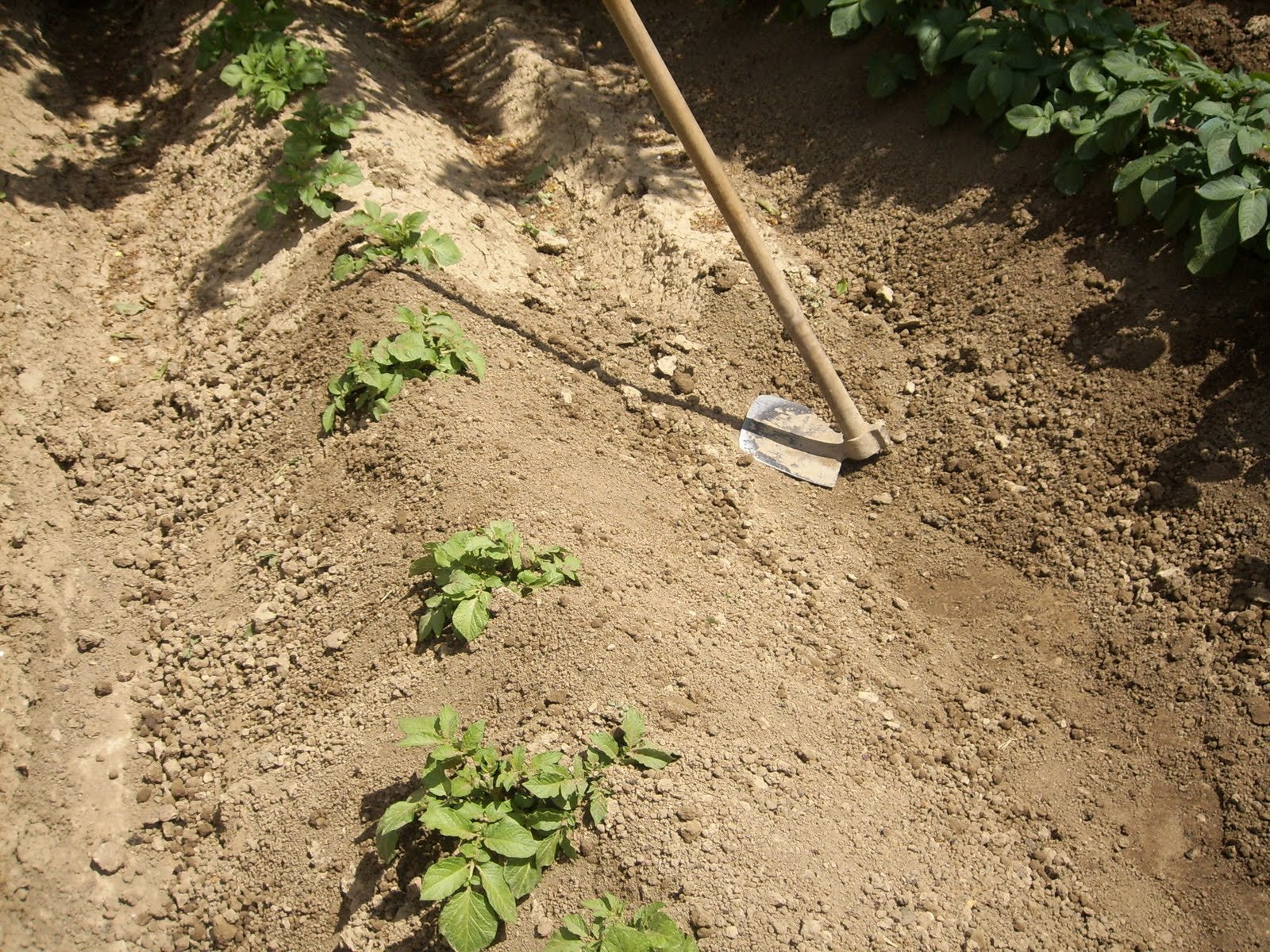 La huerta de Mendigorría. Charo Cea: LA PATATA, EL APORCADO