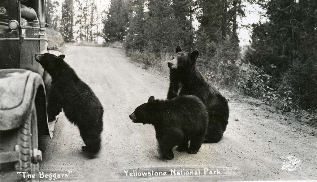 ANIMALS BEHAVING BADLY: Bears vs Cars