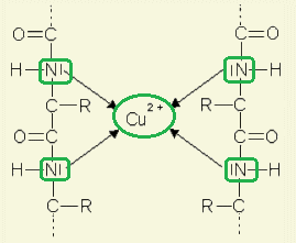#33 Food test 4 - Biuret test for Proteins | Biology Notes for IGCSE ...