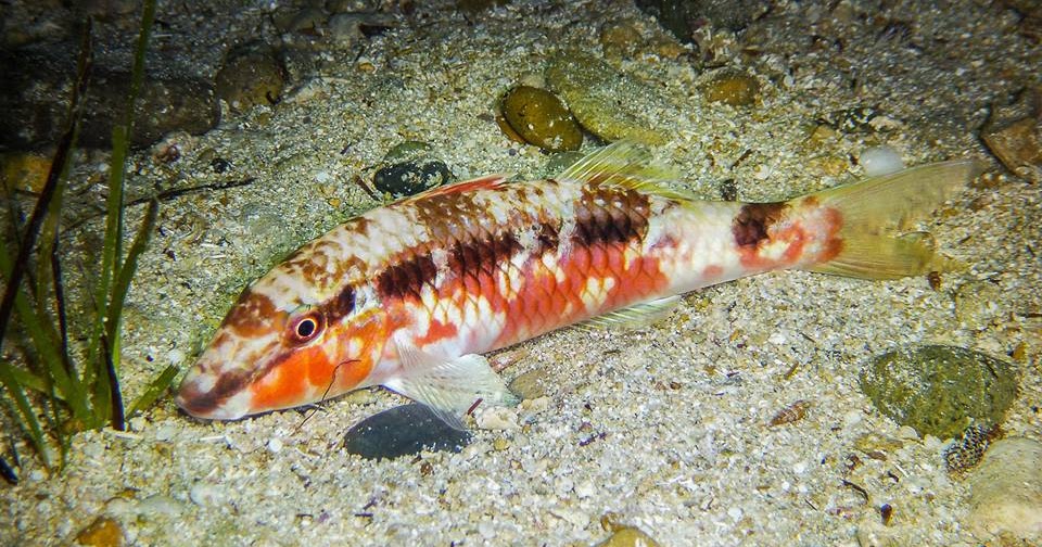 Biodiversity of Cyprus by NGO Protection of the Natural Heritage and ...