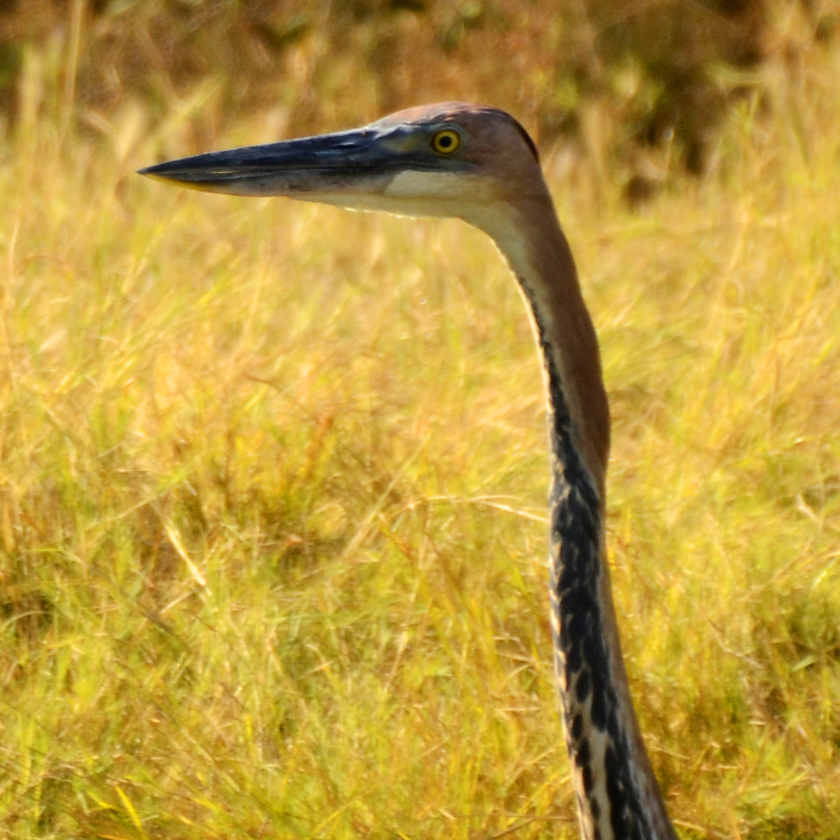 The Nature of Framingham: Goliath Heron! He's a GIANT HERON!